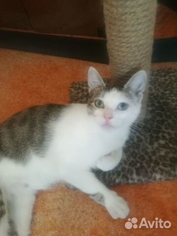 Кошка с разноцветными глазами в хорошие руки