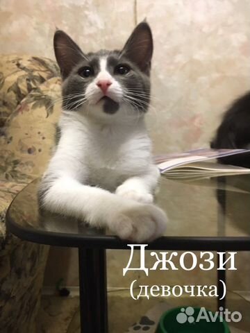 Котята в добрые руки