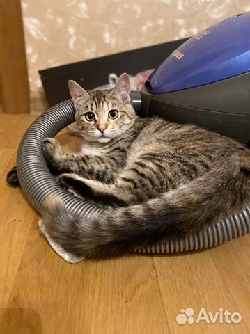 Кошечка умеет говорить