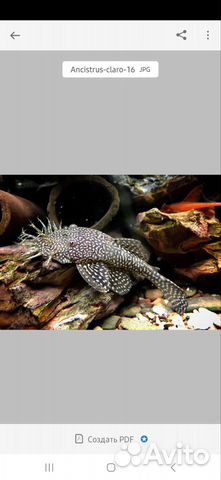 Рыбки аквариумные бесплатно