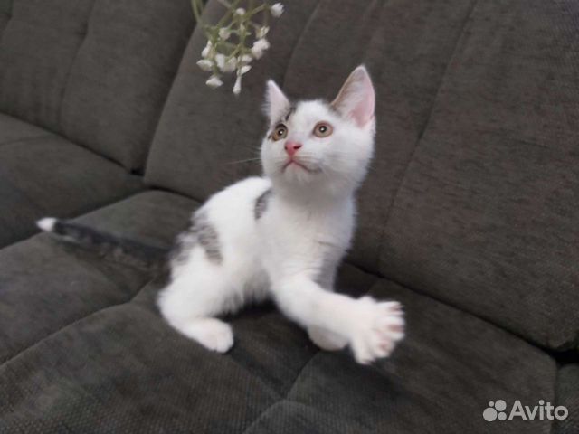 Котёнок