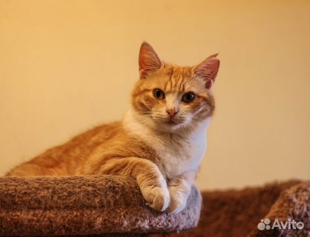 Доминик, рыжий котик в добрые руки бесплатно