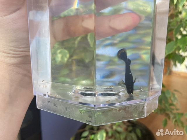 Отдам или обменяю рыбок