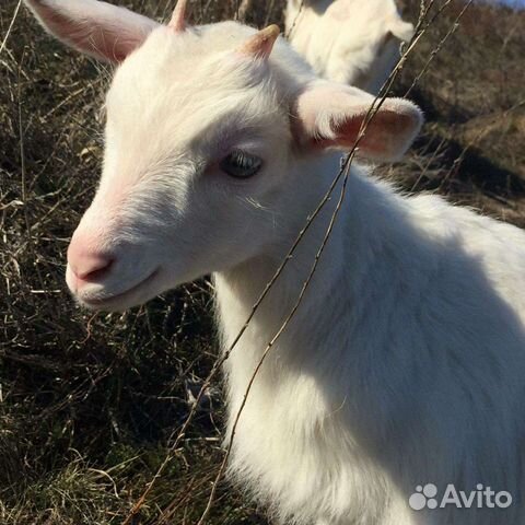 Зааненская козочка