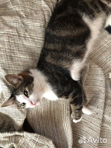 Ласкушка В Дар В Добрые Руки