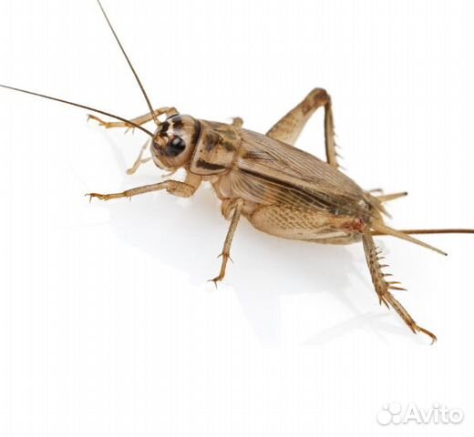 Сверчки домовые