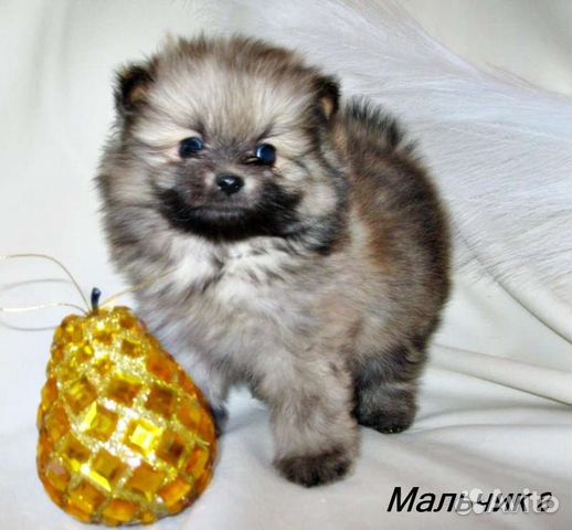 Померанский шпиц медвежьего типа