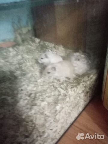 Отдам в добрые