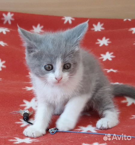 Чудо чудное котенок Таша 1,5 месяца в дар