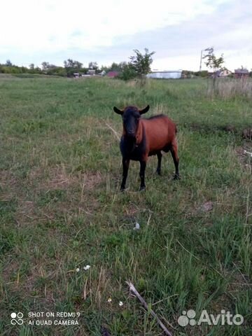 Чехо-альпийский козел. Вязка
