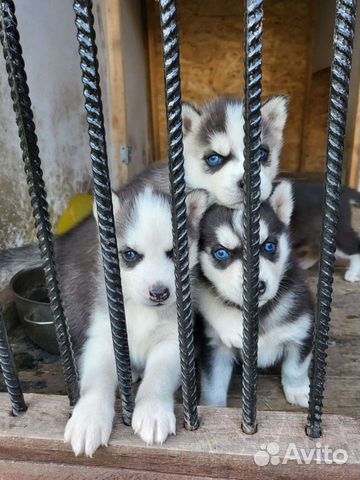 Щенки сибирской хаски