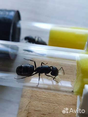 Camponotus vagus