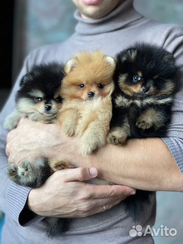 Очаровательные пупсики Померанский шпиц