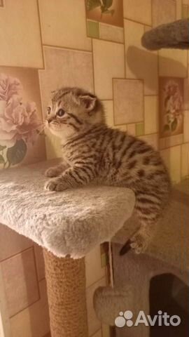 Котята клубные