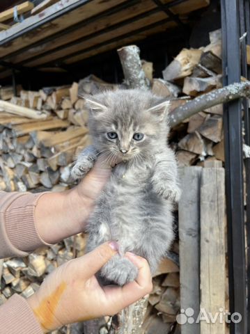 Котенок серая пушистая девочка в добрые руки