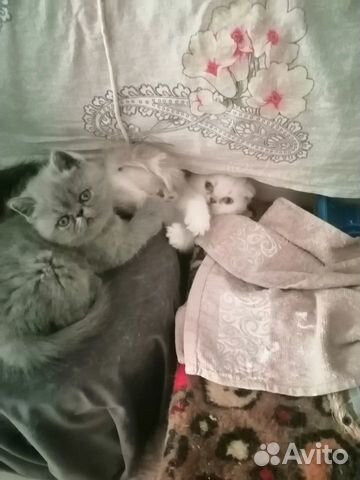 Кошки