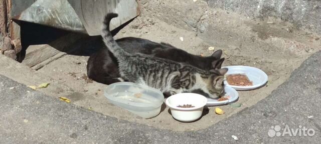 Голодные котята вышли просить кушать