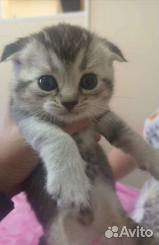 Шотландско-британские вислоухие/прямоухие котята