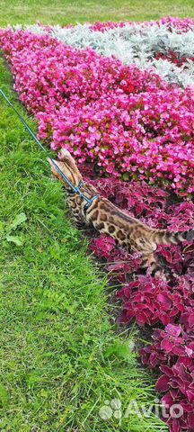 Бенгальские мальчишки