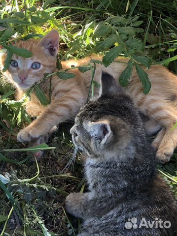 Котята