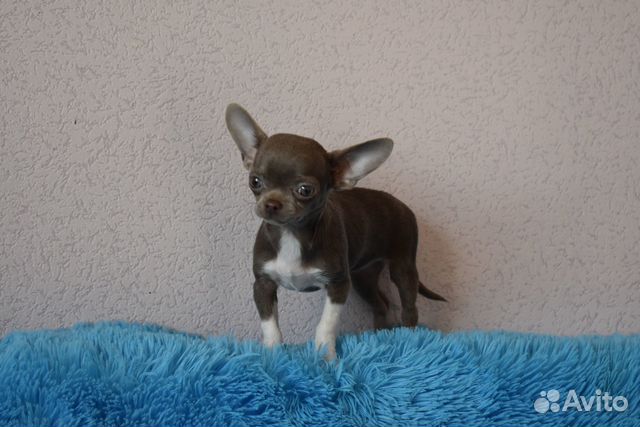 Чихуа - мини девочка лилового окраса