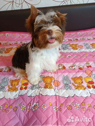 Биро, Бивер