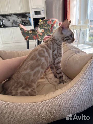 Бенгальская кошка Sara mink