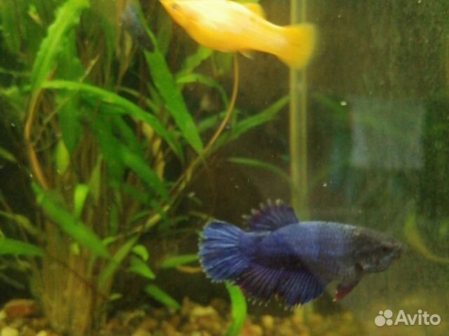 Петушки самочки