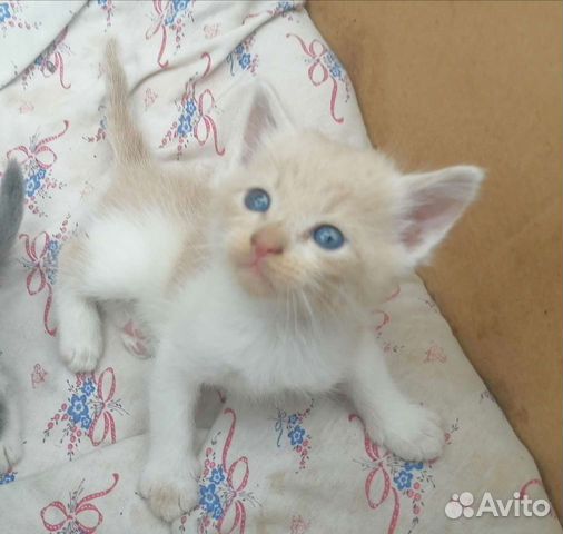 Персиковый котенок в добрые руки