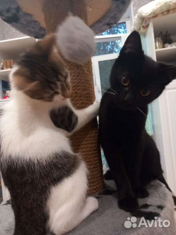 Подрощенные котята