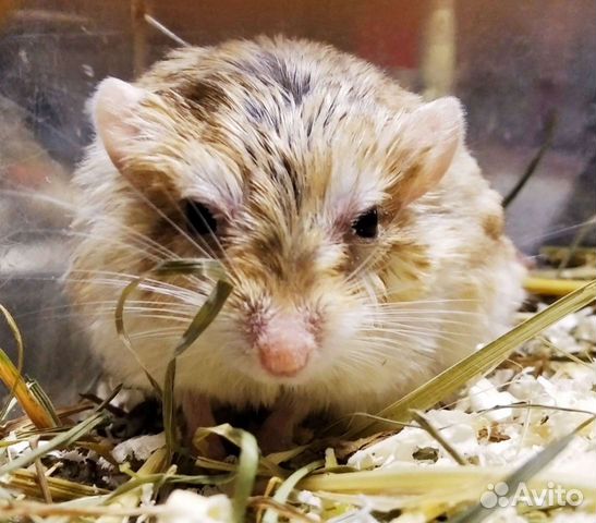 Песчанка жирохвостая