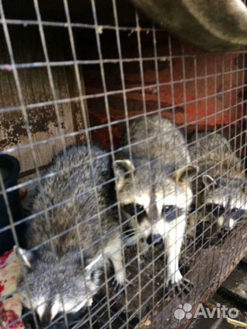 Домашние животные