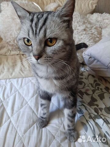 Кошки породистые бесплатно