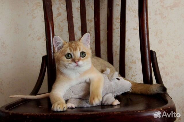 Юджик - золотой котик