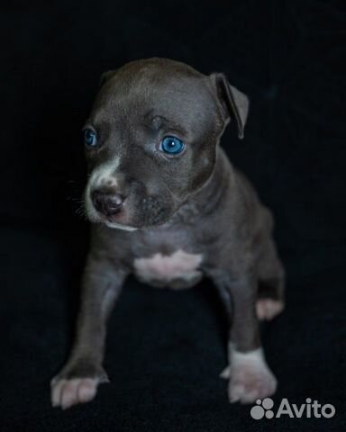 Московские щенки прайтера с доставкой