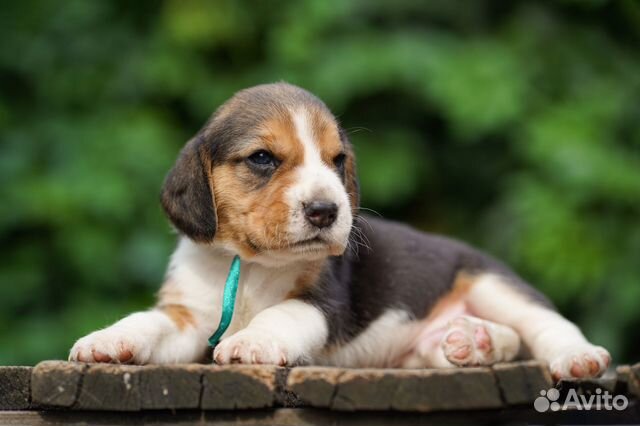 Щенки мальчики