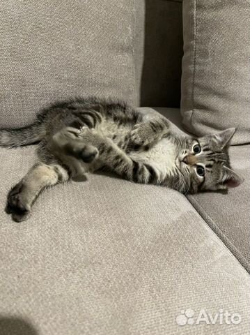 Котенок (девочка) ищет дом