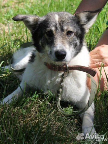 Бим молодой небольшого размера в добрые руки