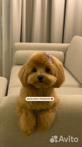 Мальтипу Лучшие Беби Фейс ф1