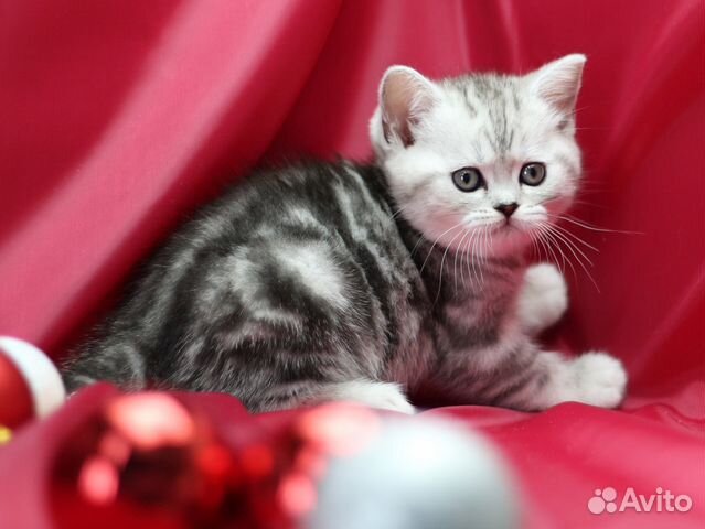 Шотландские котята на продажу: страйты и фолды
