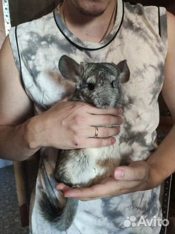 Шиншилла девочка 2 года