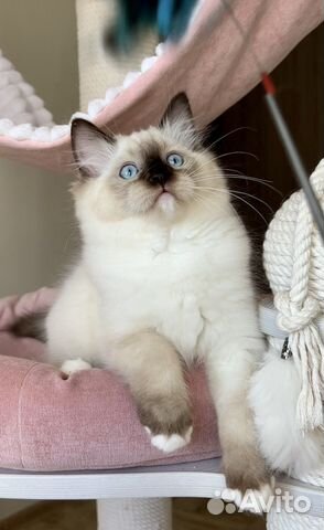 Котята рэгдолл