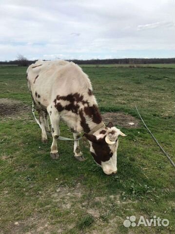 Корова высокоудойная