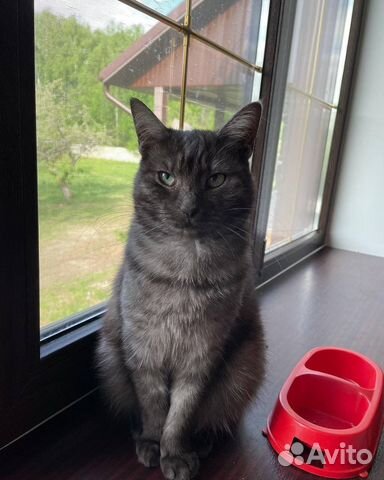 Кошка Максимка