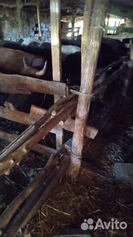 Продам откормочных бычков