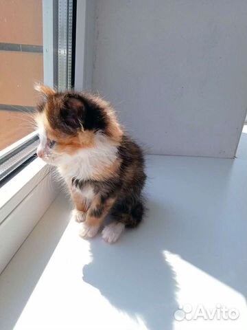 Котëнок