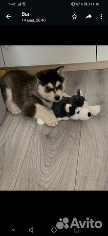 Продам милого щенка хаски