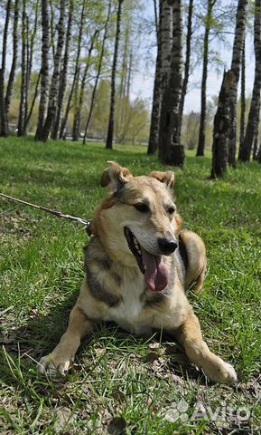 Ласковый Патрик из приюта в поисках семьи