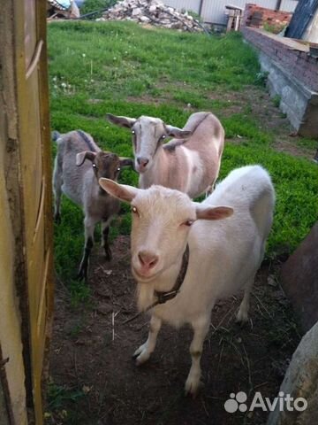 Коза комолая