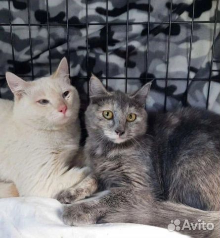 Котята подростки бесплатно